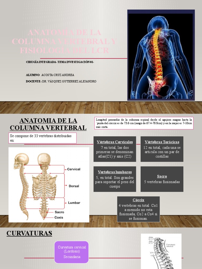 Anatomía de la Columna Vertebral y LCR | PDF | Vértebra | Fluido ...