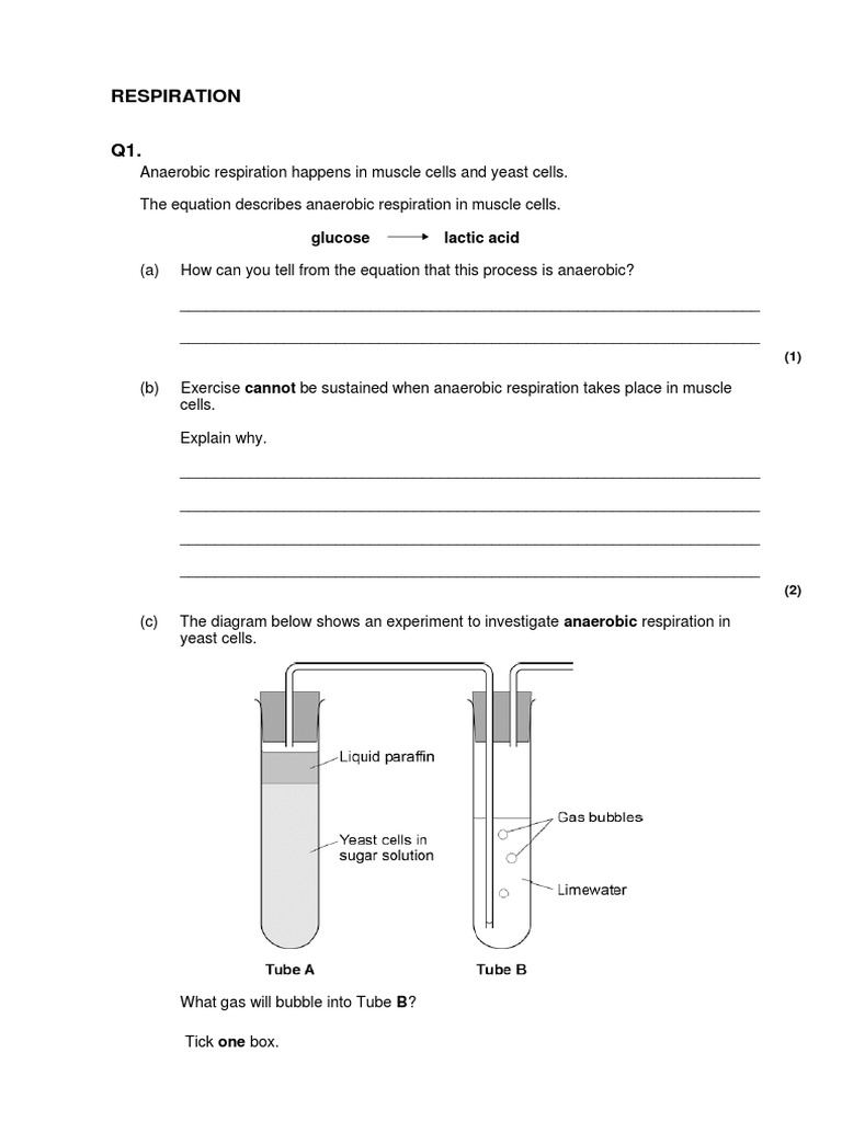 Anaerobic Respiration In Muscles