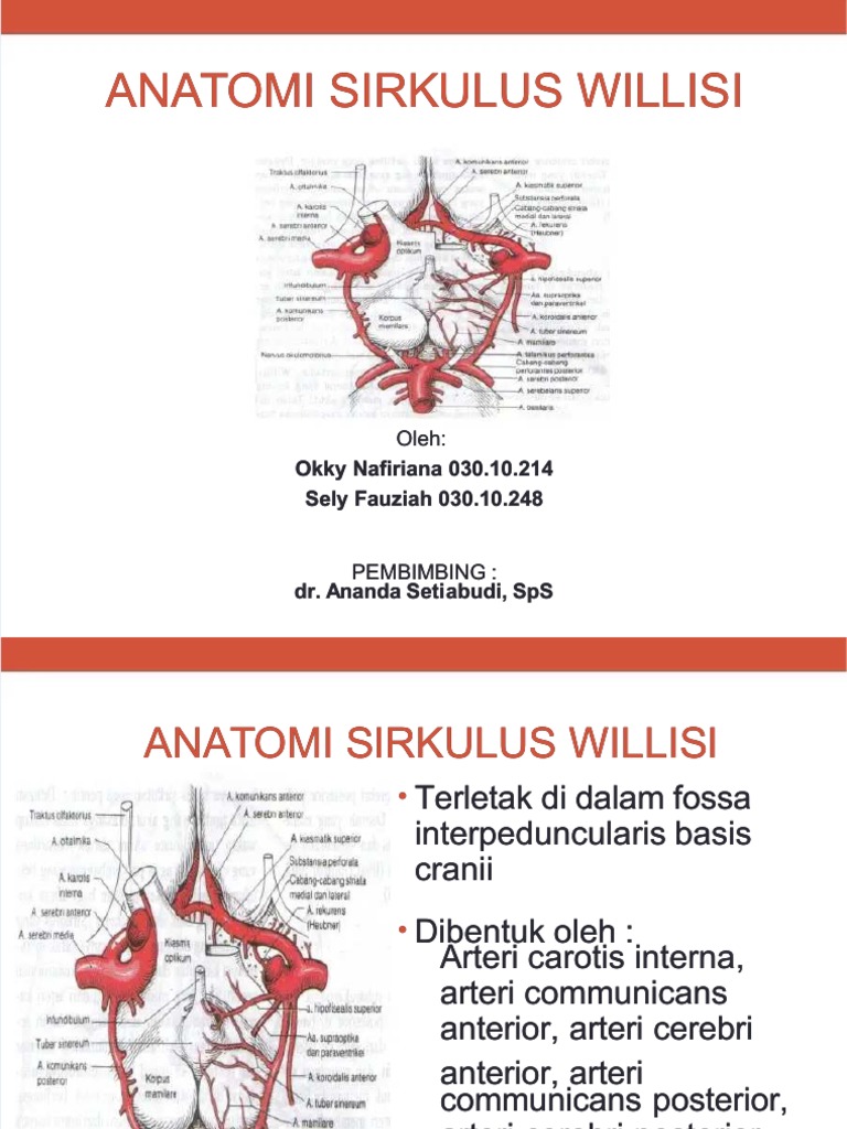 PDF Anatomi Sirkulus Willisi Okky Nafiriana 03010214 Sely Fauziah ...