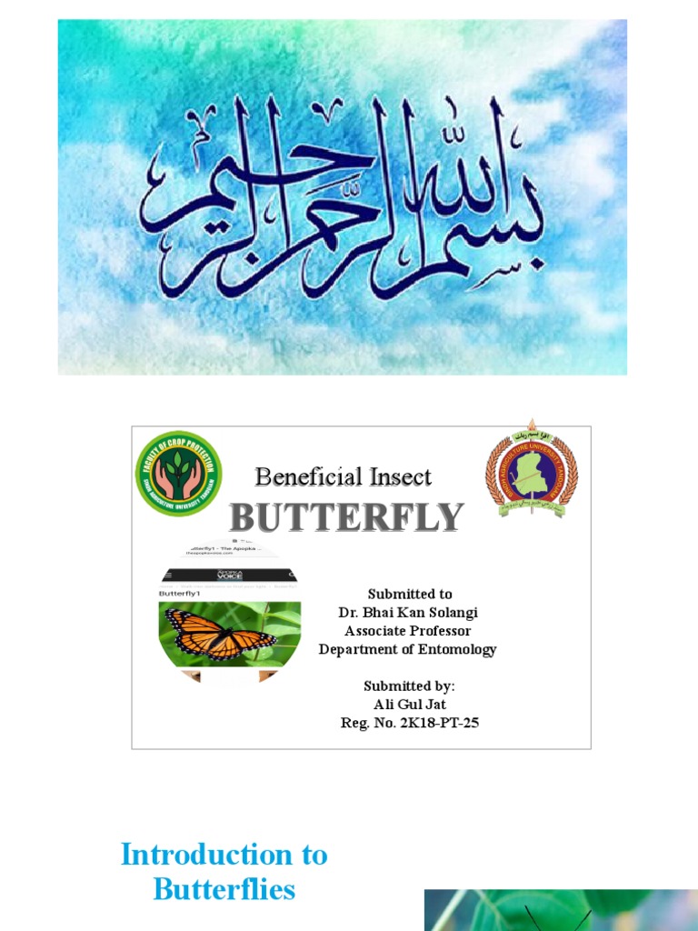 Introduction of Butterfly | PDF | Science & Mathematics