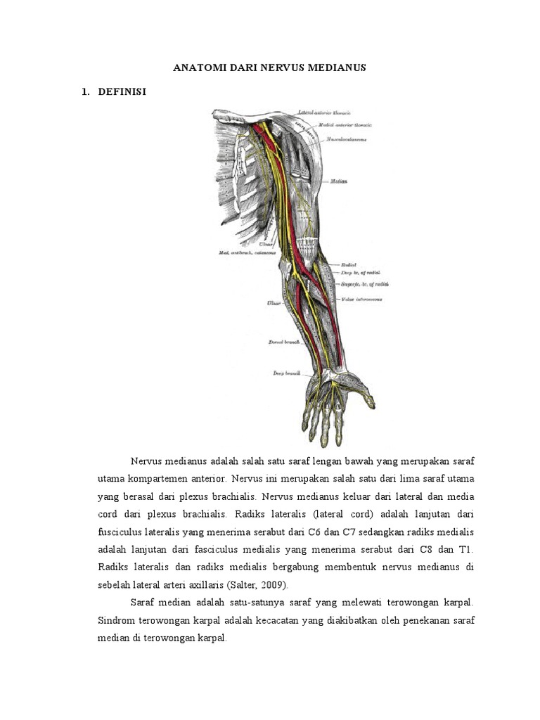 Anatomi Dari Nervus Medianus | PDF
