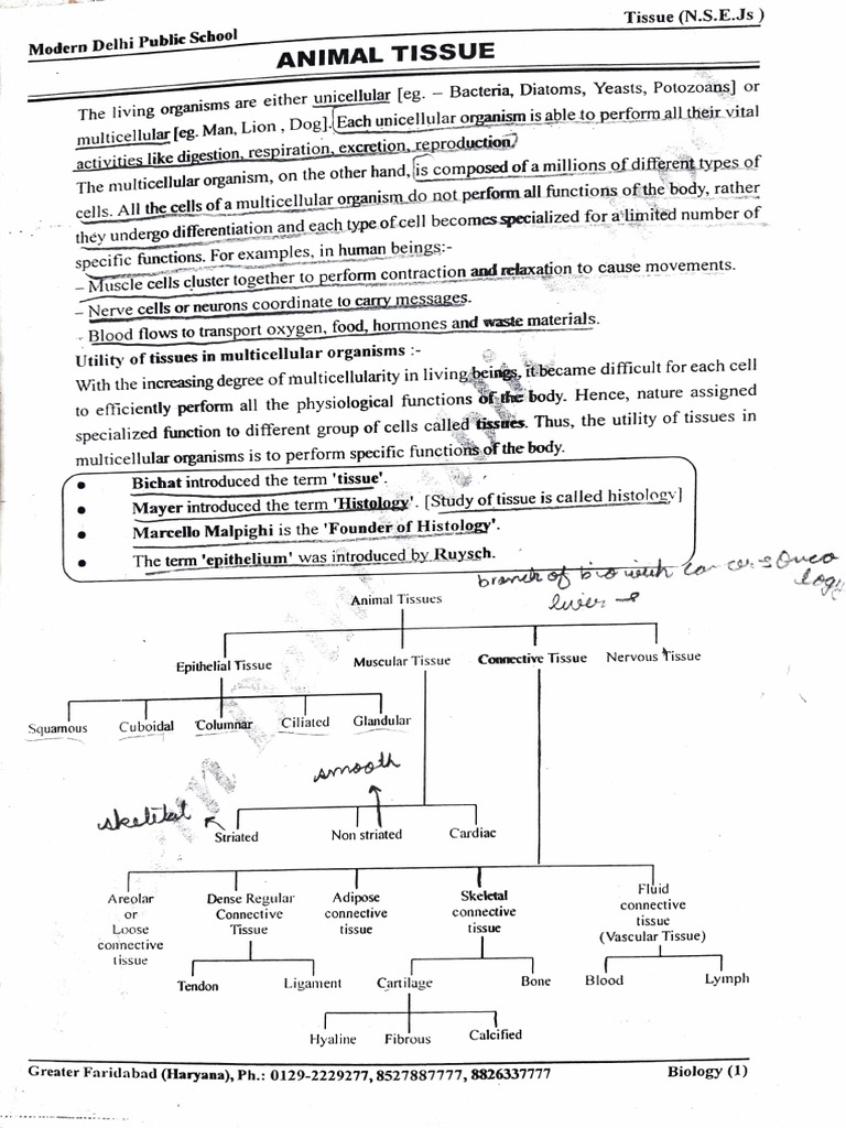 Animal Tissue Notes | Download Free PDF | Epithelium | Connective Tissue