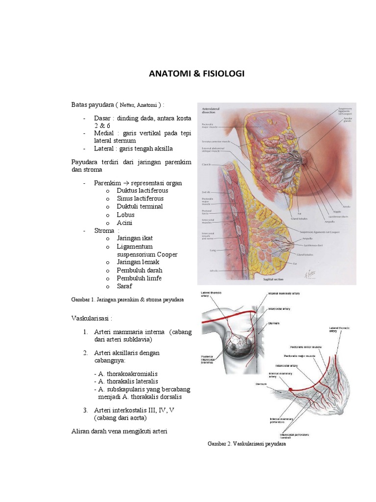 Anatomi Mammae | PDF