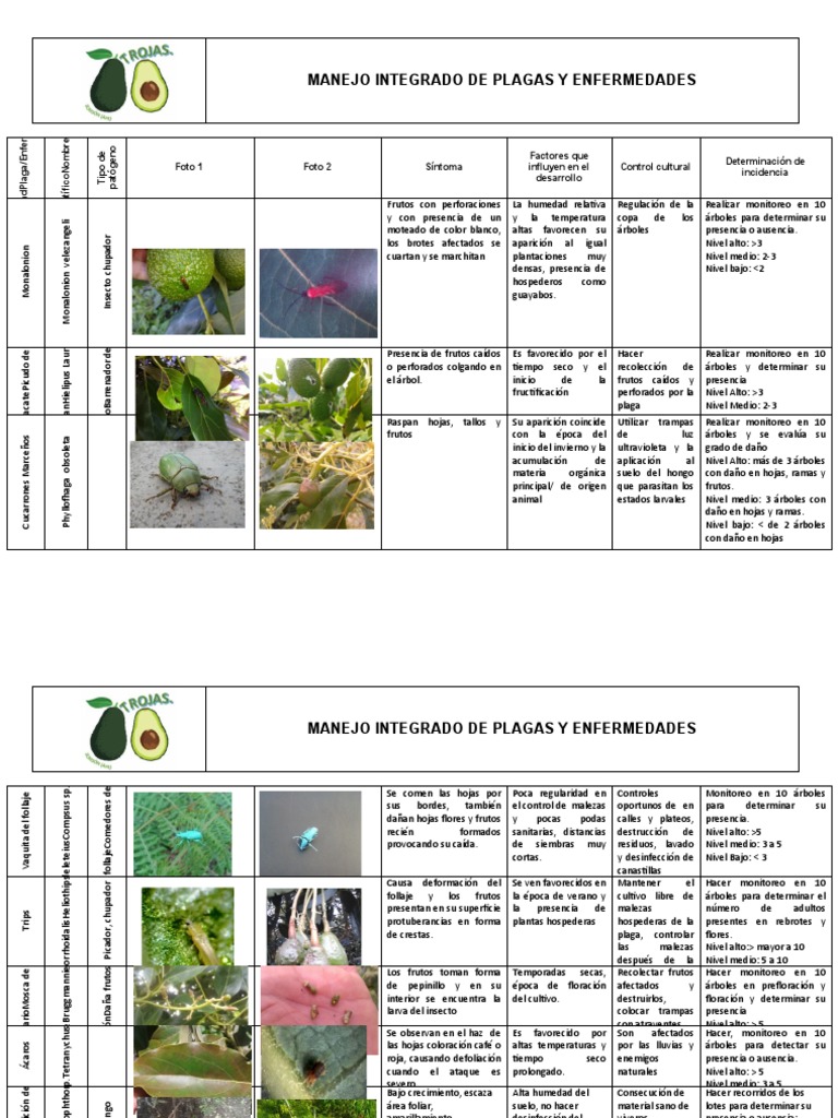 Manejo Integrado de Plagas y Enfermedades en El Cultivo de Aguacate-1 | PDF | Arboles | Plaga ...