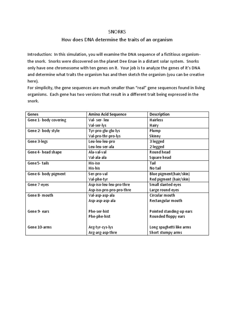 Snorks Protein Synthesis Qgy54e | PDF | Phenotypic Trait | Gene