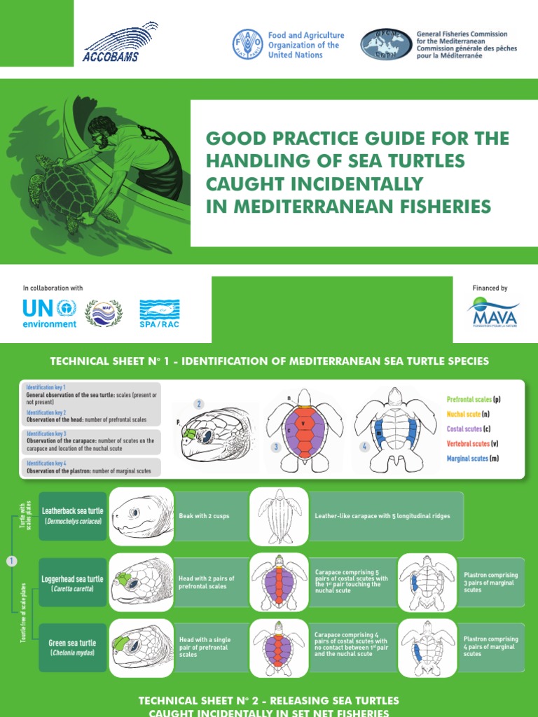 Good Practice Guide For The Handling of Sea Turtles Caught Incidentally ...