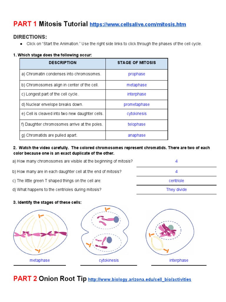 Mitosis Study Guide for Students | PDF | Mitosis | Cell Anatomy