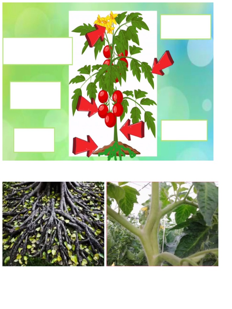 Mga Bahagi NG Halaman | PDF