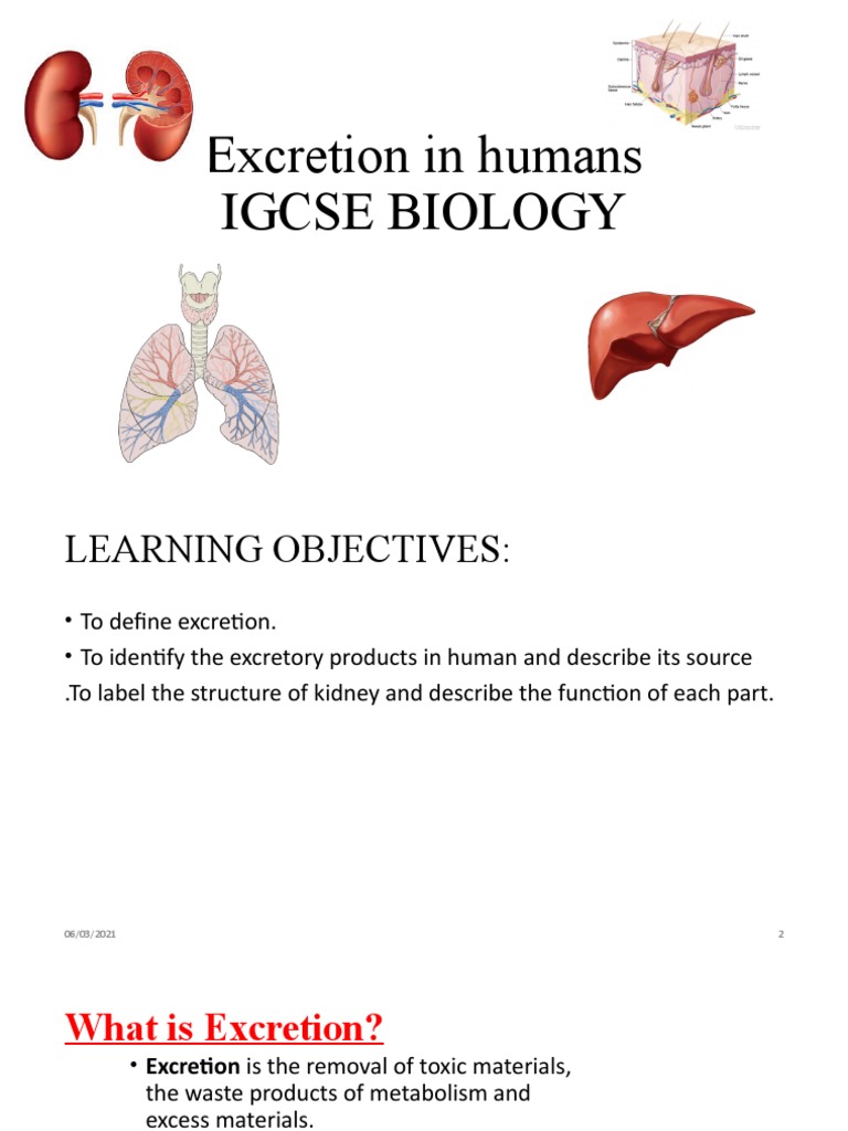 Excretion in Humans Igcse Biology | PDF | Kidney | Urinary System