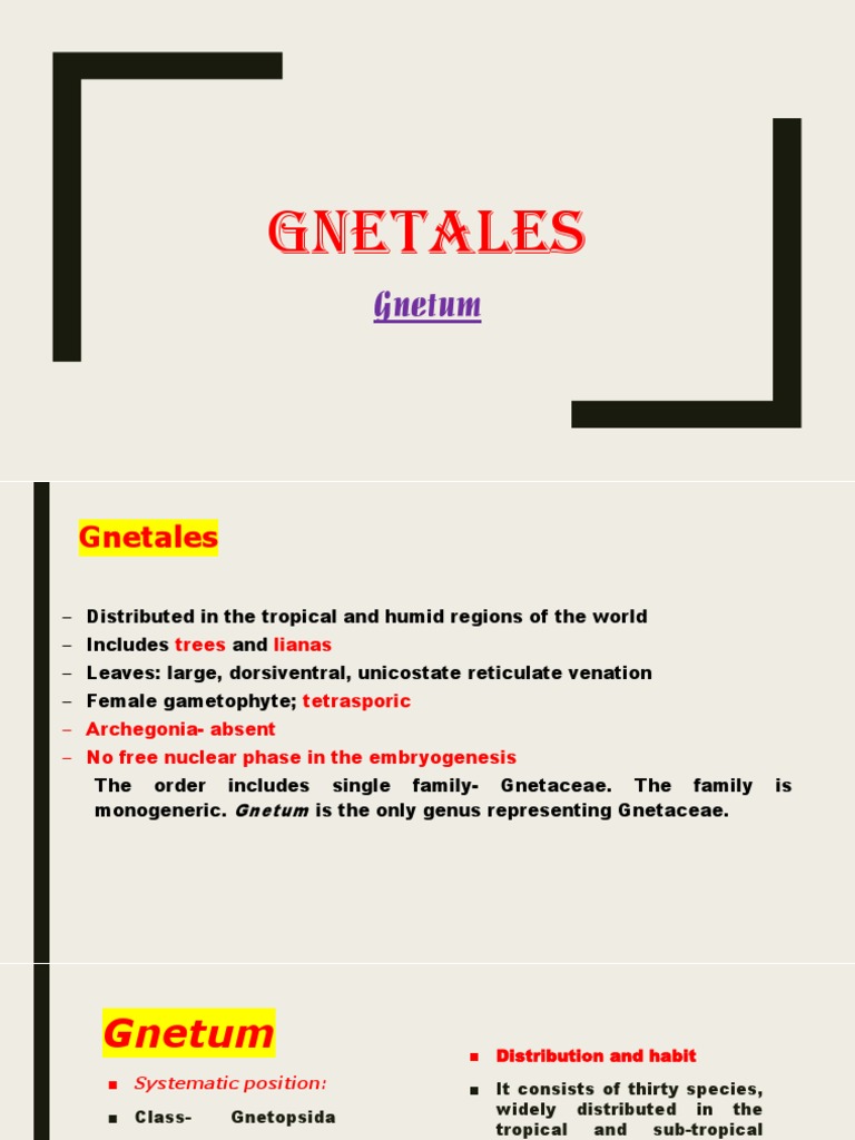 Gnetales PG-I Sushilkrsingh | PDF | Fertilisation | Seed