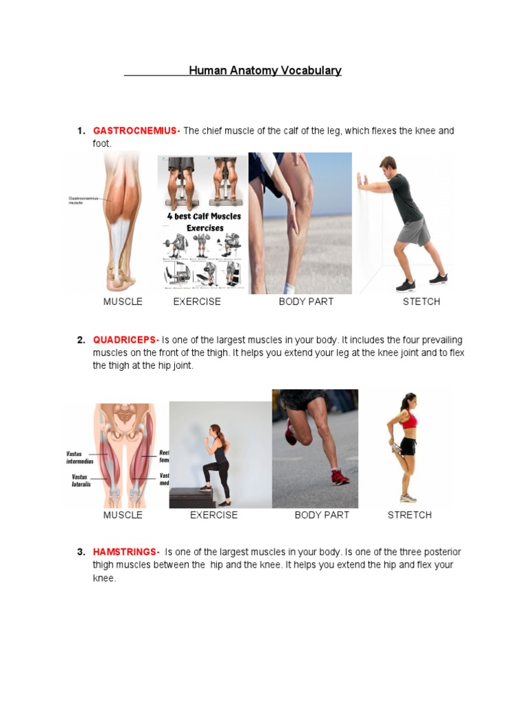 Human Anatomy Vocabulary 1 | PDF