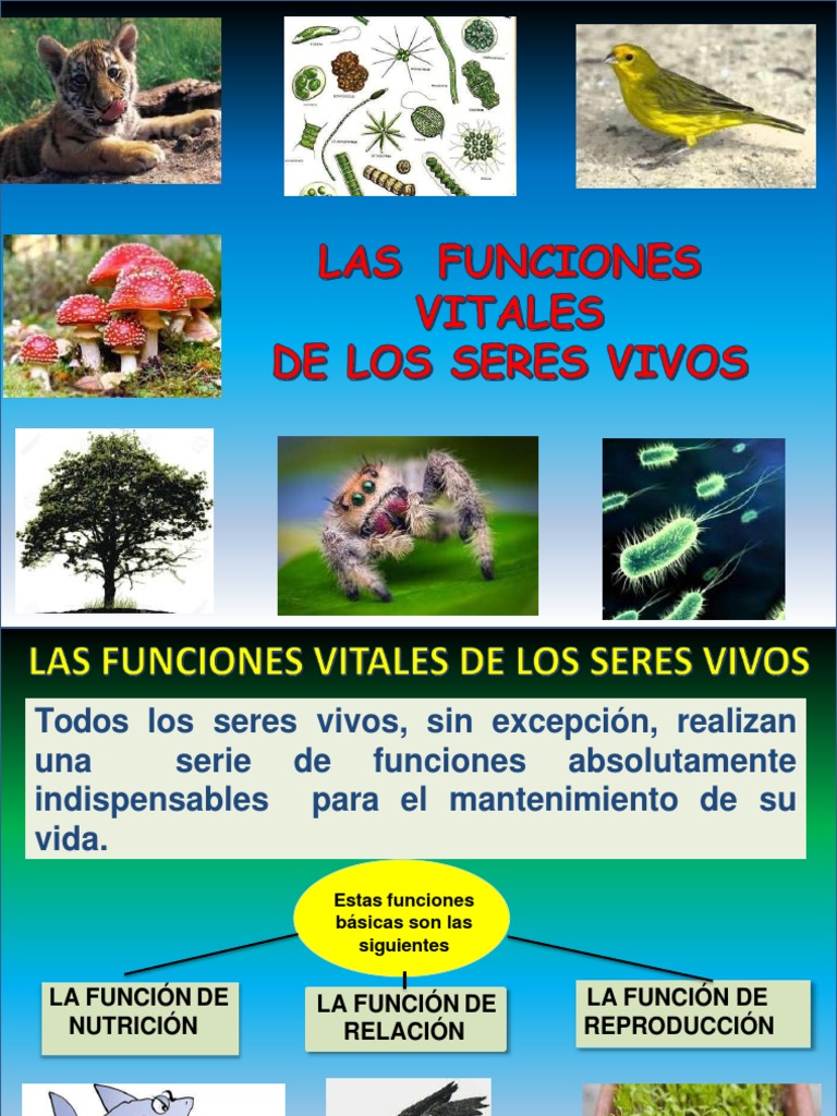 05-04.-Funciones Vitales de Los Seres Vivos | PDF | Organismos | Respiración