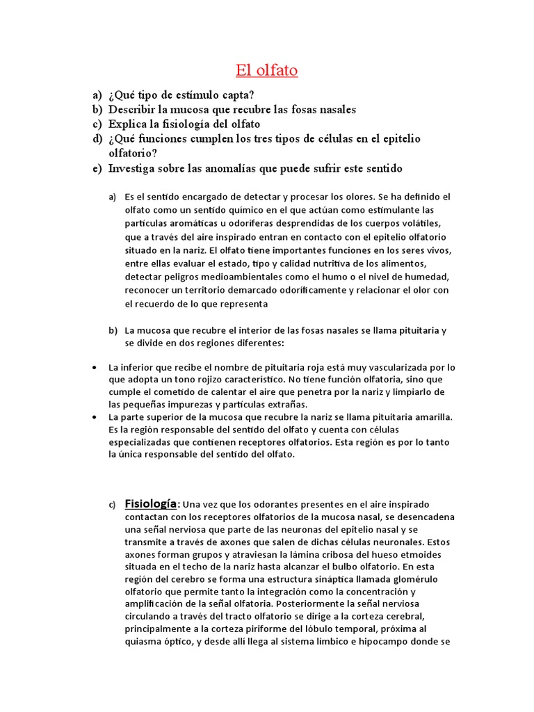 El Olfato | PDF | Olfato | Anatomía