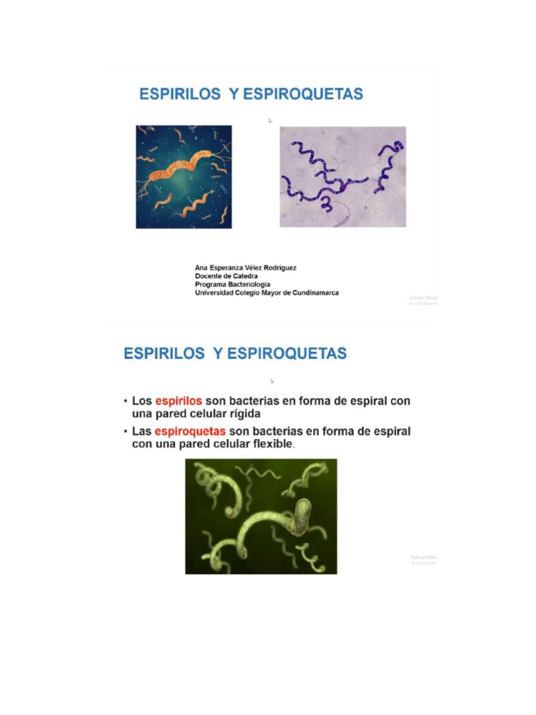 Espiroquetas y Espirilos | PDF
