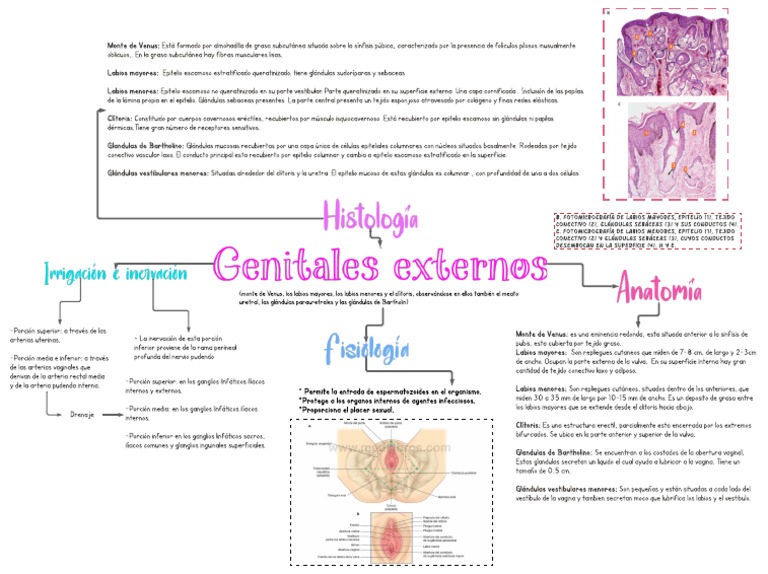 Genitales Externos | PDF | Labios | Vagina