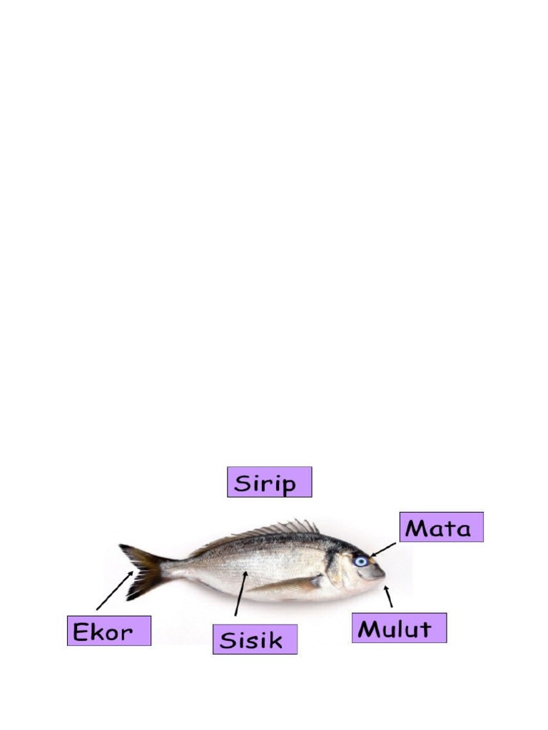 Ikan | PDF
