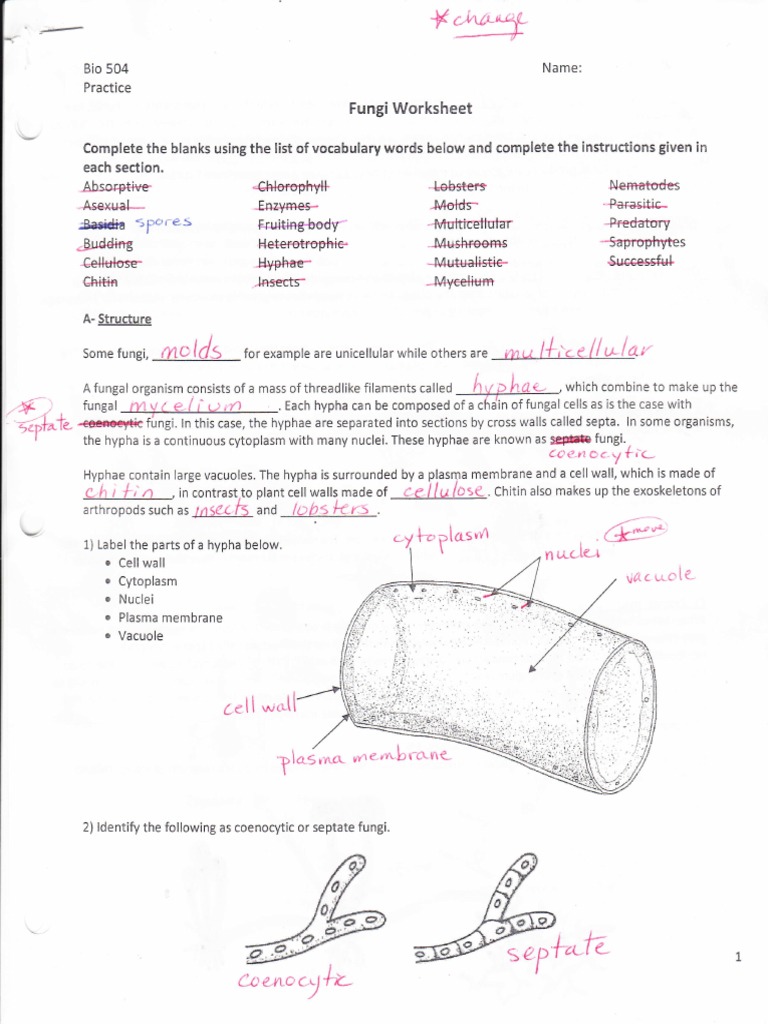 Fungi Worksheet Answer | Download Free PDF | Fungus | Mushroom