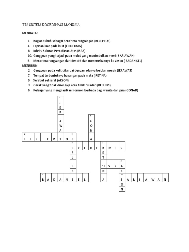 TTS Sistem Koordinasi Manusia | PDF