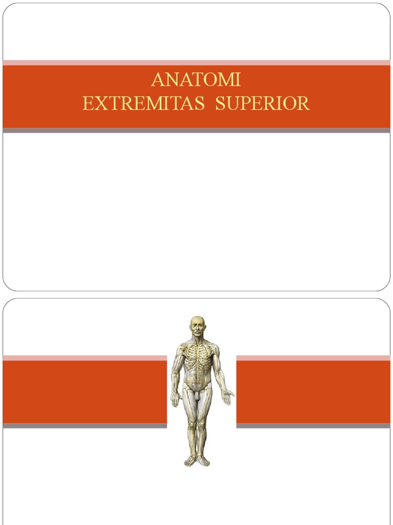 Extremitas Superior | PDF