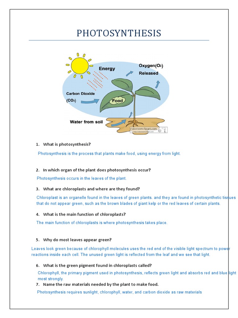 Classwork 2 Photosynthesis | PDF