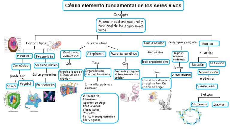 Mapa Conceptual de La Importancia de Las Células | PDF | Biología ...