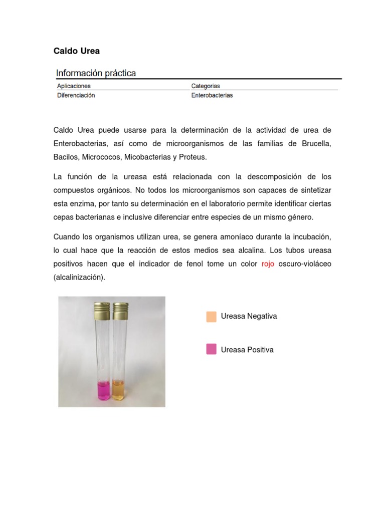 Pruebas de Ureasa en Microorganismos | PDF | Sustancias químicas | Química