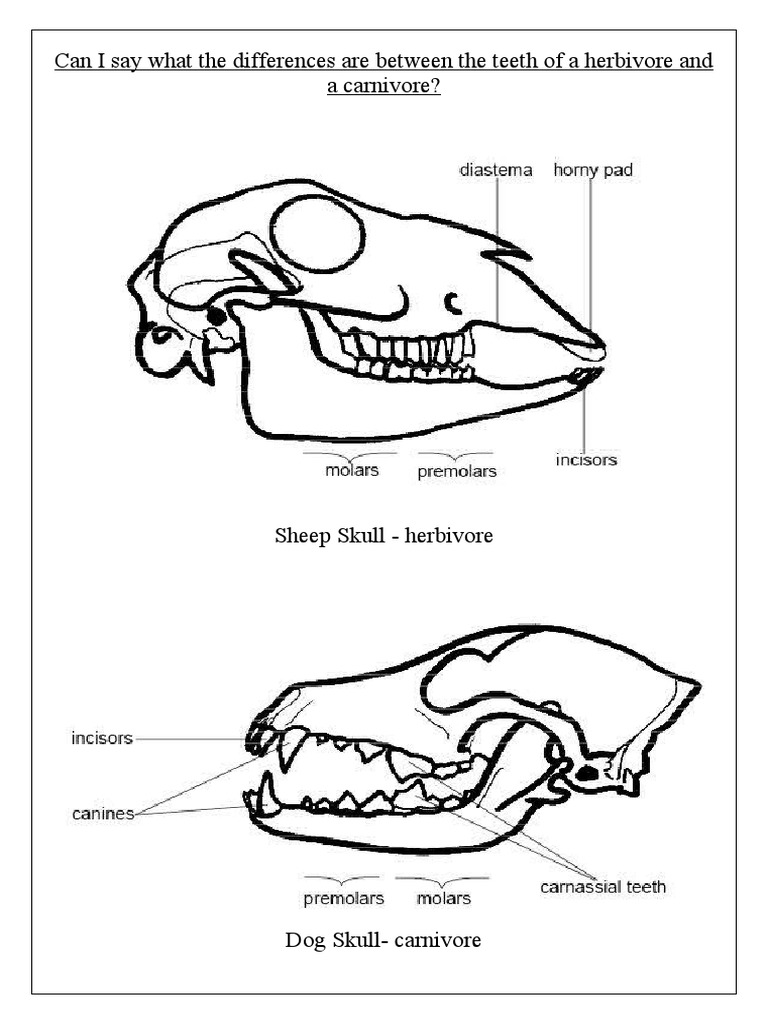Herbivore vs carnivore teeth differences | PDF