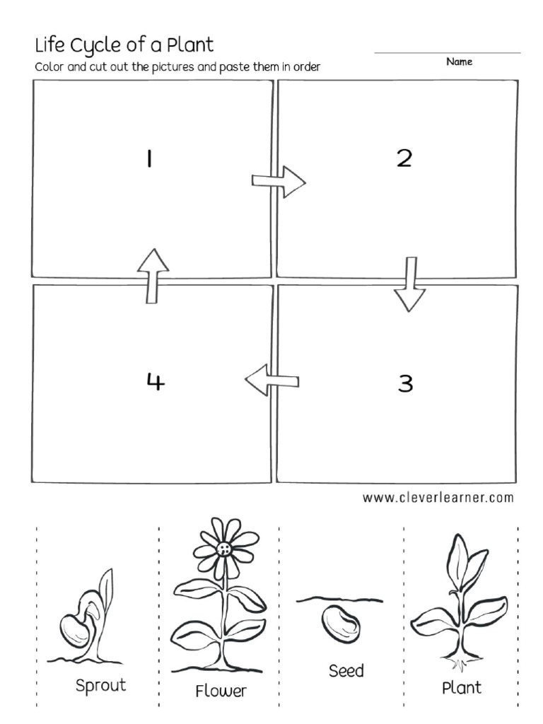Life Cycle of A Plant Preschool Worksheet | PDF