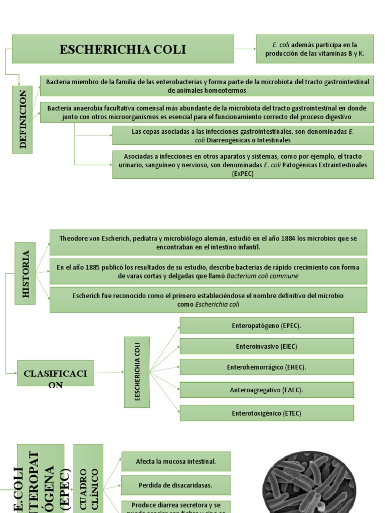Escherichia coli: Clasificación y Efectos | PDF | Escherichia coli ...