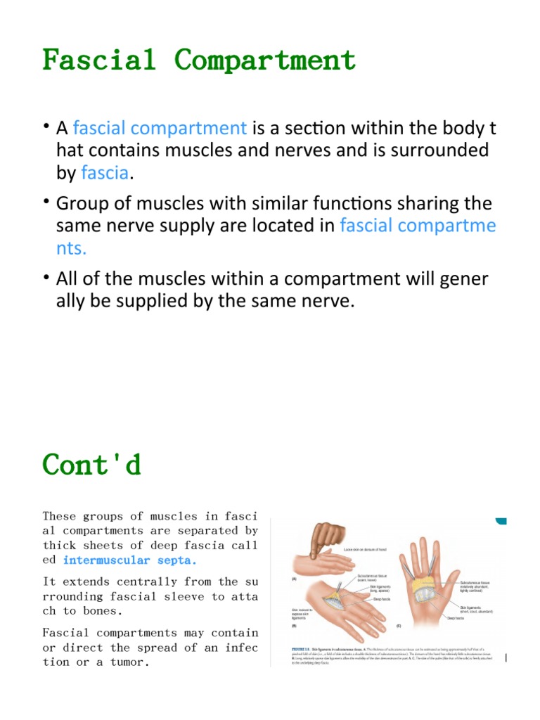 Fascial Compartment Fascia Fascial Compartme Nts | PDF