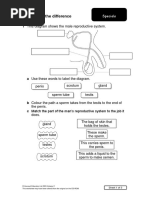 Human Reproductive System Cut and Stick | PDF | Reproductive System ...