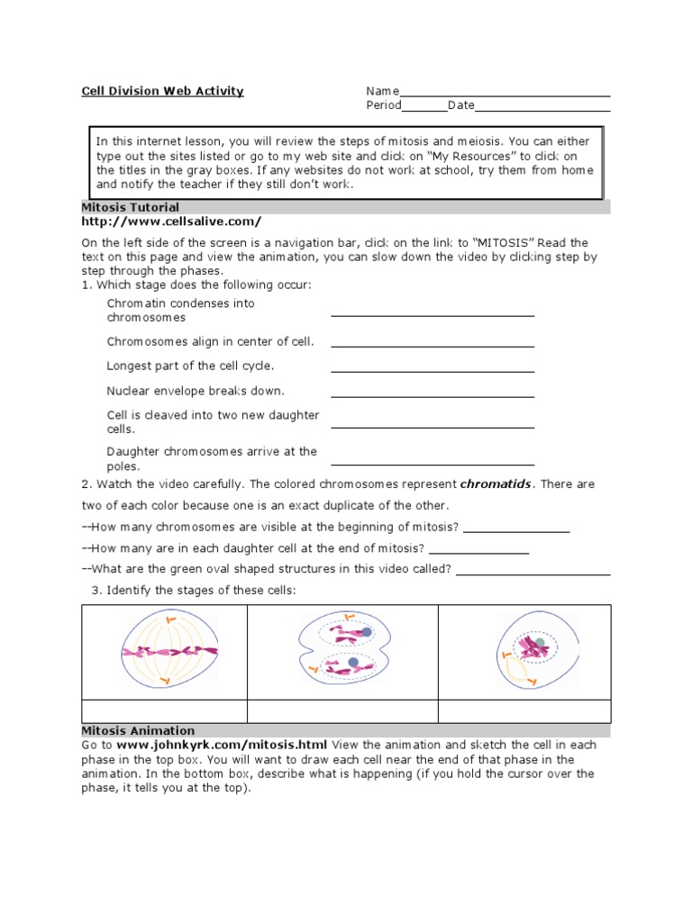Mitosis Activity | PDF