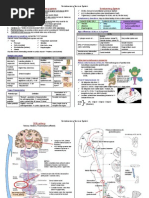 Cranial Base Strain Patterns Overview | PDF | Skull | Deformation ...