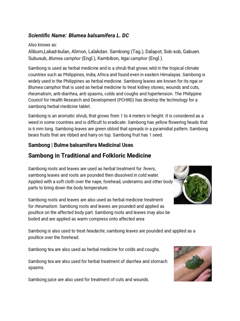 Scientific Name: Blumea Balsamifera L. DC: Sambong in Traditional and ...
