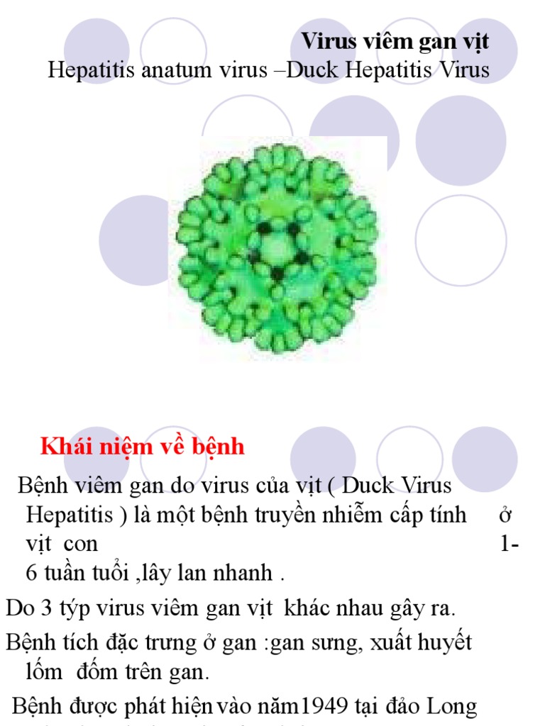 Duck Hepatitis Virus-Converti | PDF