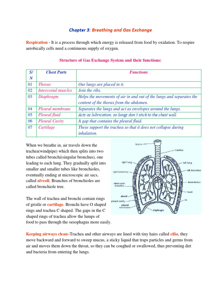 Breathing and Gas Exchange: Respiration | PDF | Lung | Breathing