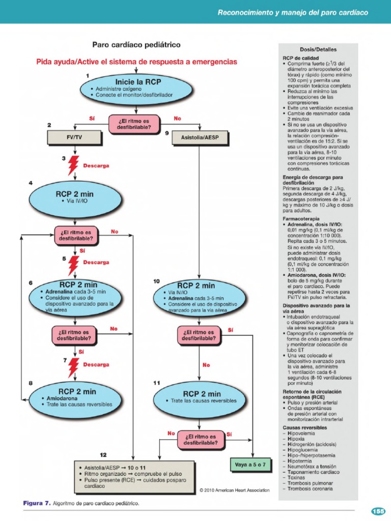 Esquema Pals RCP | PDF