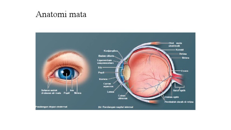 Anatomi Mata | PDF