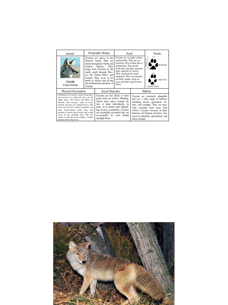 The Versatile Coyote: A General Overview of its Geographic Range, Diet ...