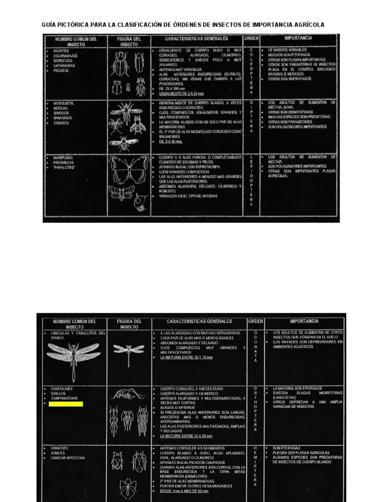 Guia para La Clasificacion de Ordenes de Lo Insectos | PDF