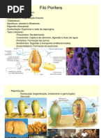 Tabela Filos Animais | PDF | Moluscos | Insetos