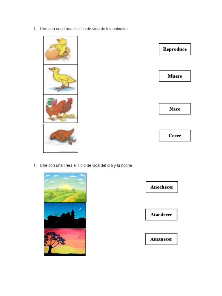 Ciclo de Vida de los Animales para Niños | PDF