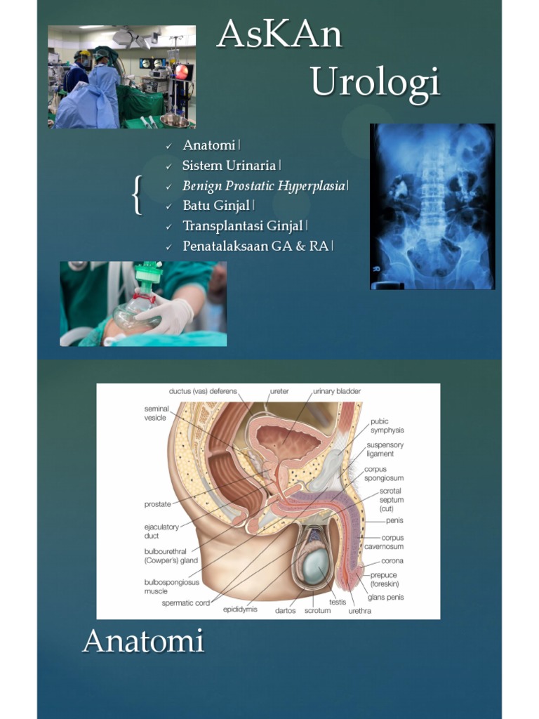 AsKAn Urologi - 1 | PDF