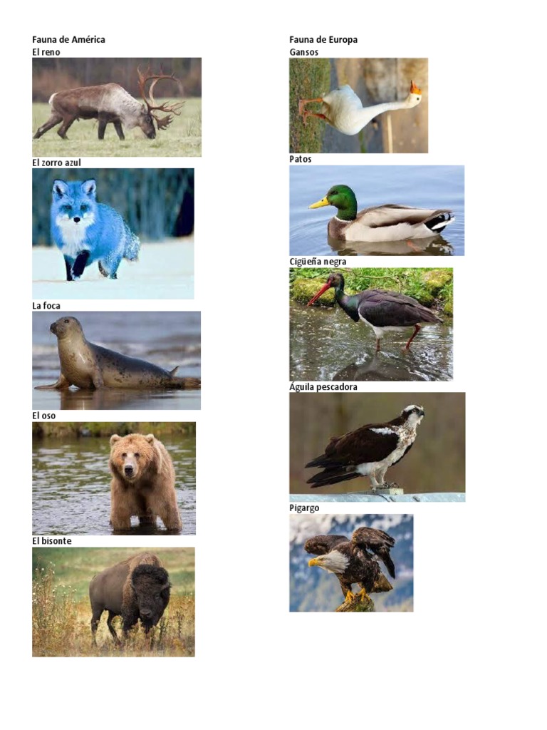 Fauna de Los Continentes | PDF