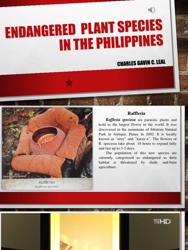 ENDANGERED Plants SPECIES IN THE PHILIPPINES | PDF | Organisms | Plants