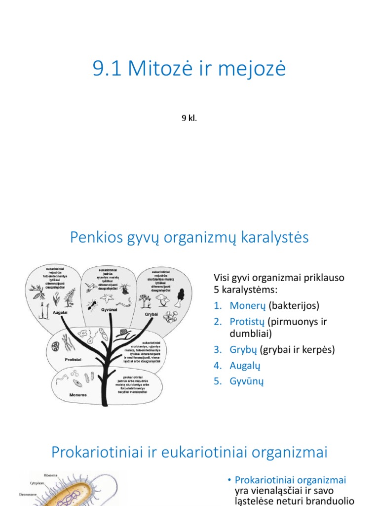9.1 Mitoze Ir Mejoze 9 Kl. | PDF