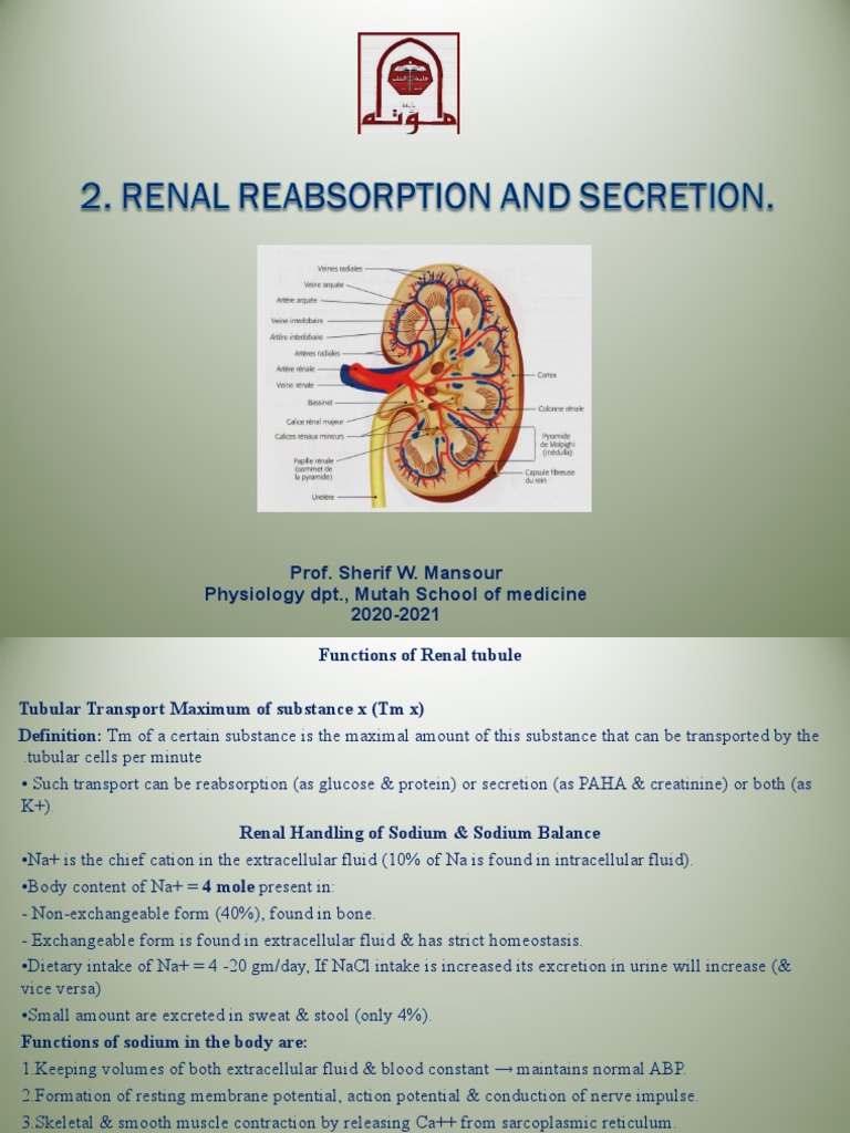 2 - Renal Secretion & Absorption | PDF | Kidney | Physiology