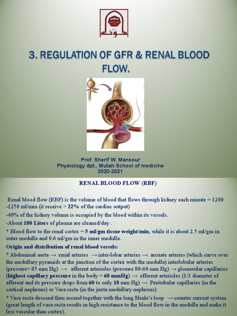 3 - Regulation of RBF & GFR | PDF | Kidney | Animal Anatomy