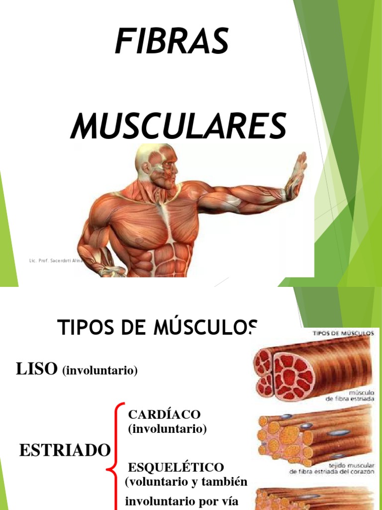 Fibras Musculares | PDF | Miocito | Músculo
