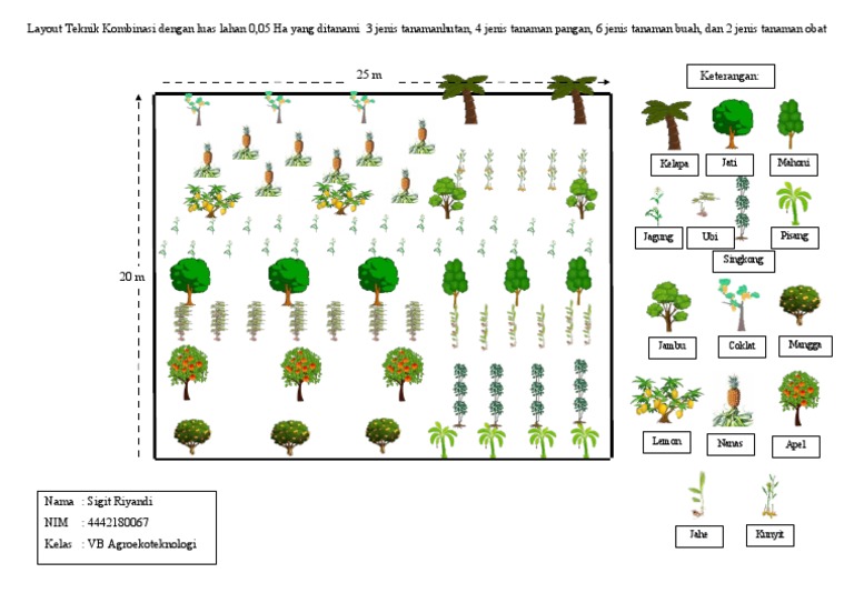 Layout Agroforestri | PDF